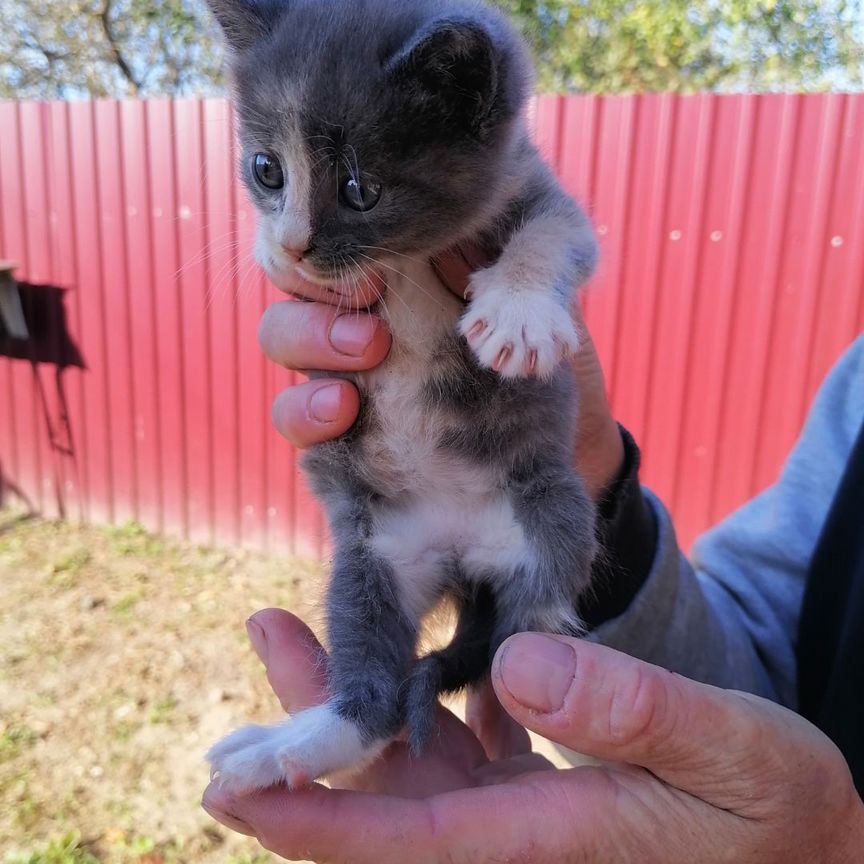 Котята ищут дом
