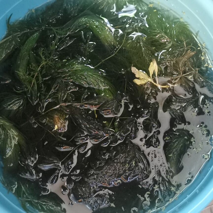 Роголистник в аквариум