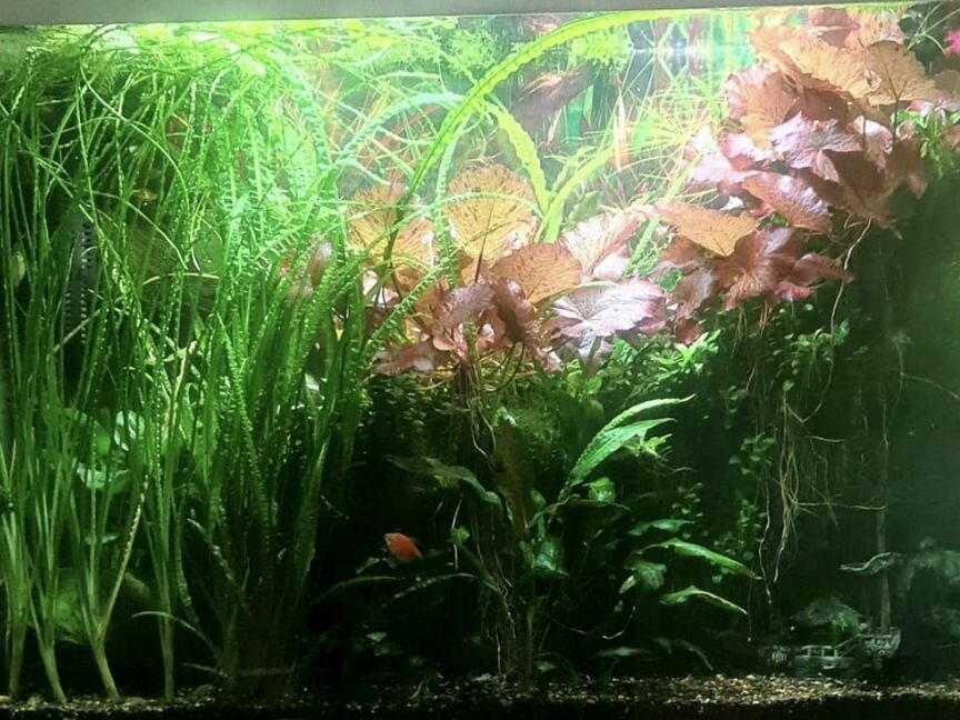 Аквариумные растения
