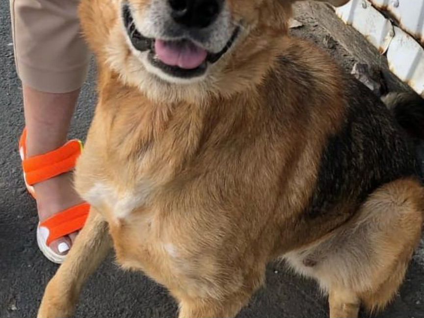 Гердочка, самая любящая детей собачка.Ей нужен дом