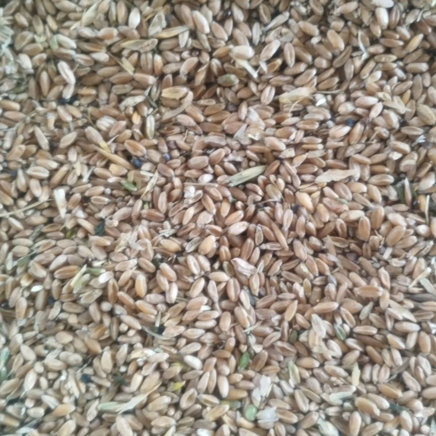 Зерноотходы пшеничные