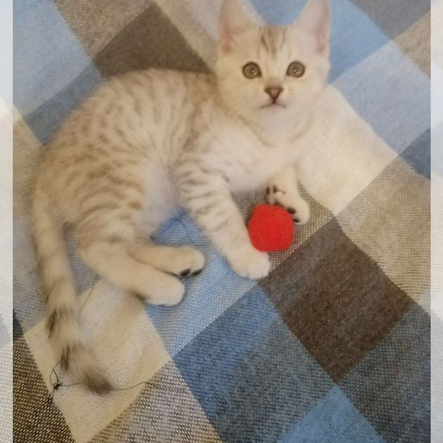 Британский короткошёрстный котёнок