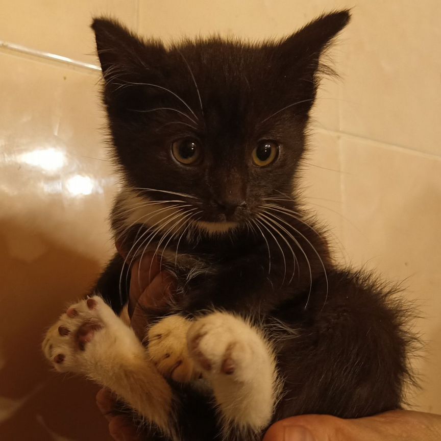 Крохотный черный котенок
