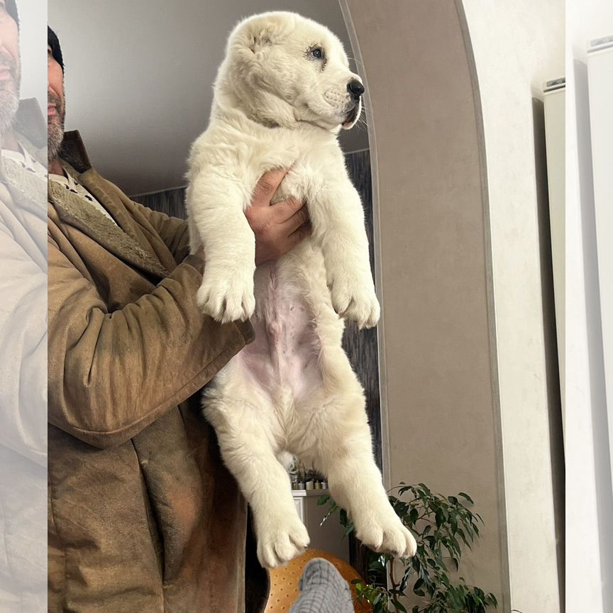 Среднеазиатская овчарка, щенок