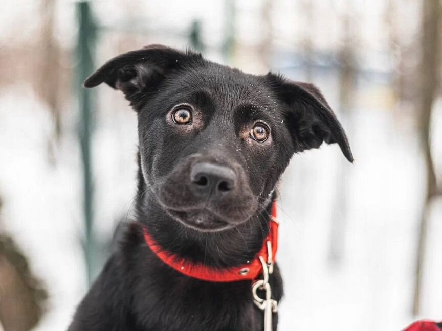 Щенок в добрые руки