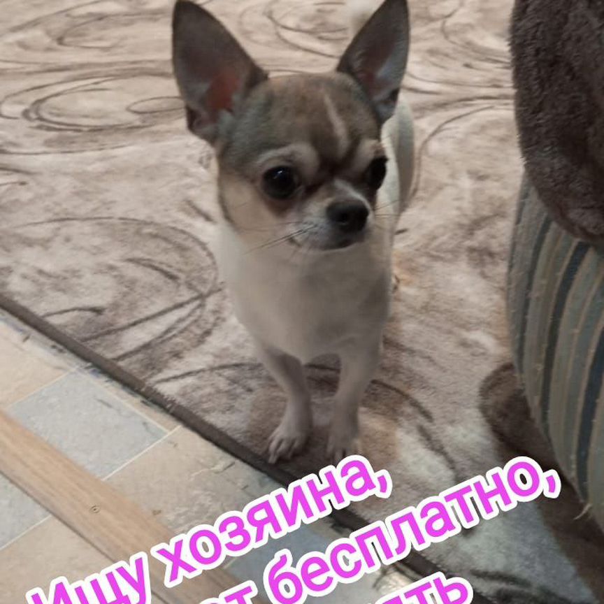 Чихуахуа