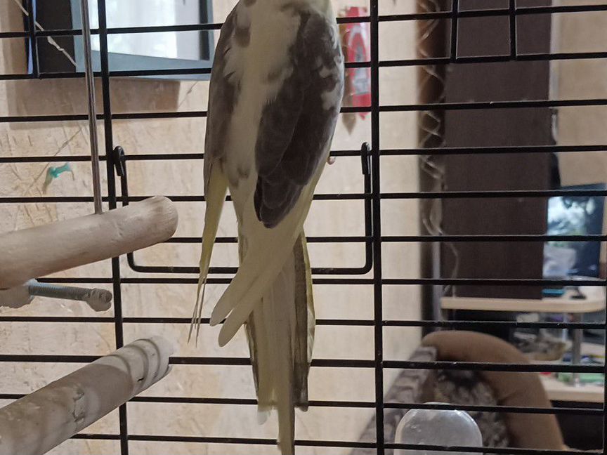 Попугай корелла птенец