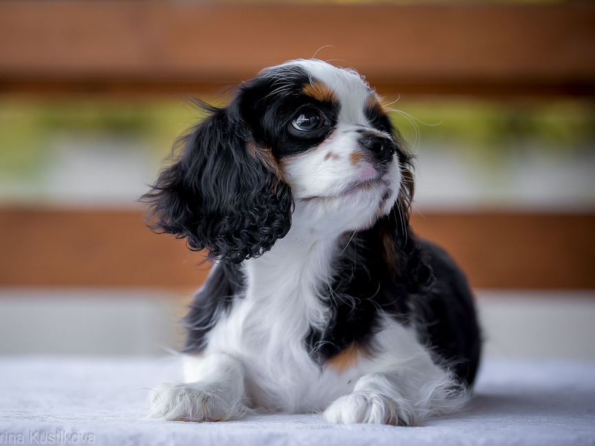 Кавалер Кинг чарльз спаниель щенок мальчик