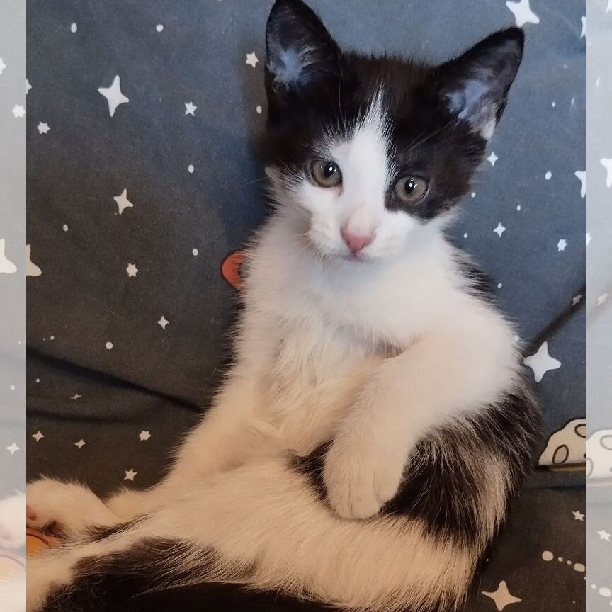 Котёнок в добрые руки