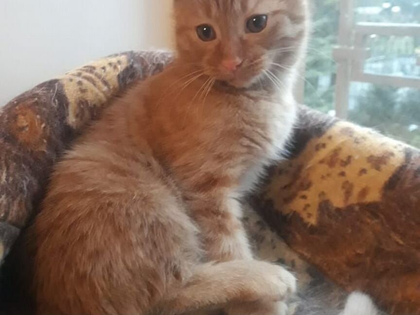 Кошки в добрые руки бесплатно