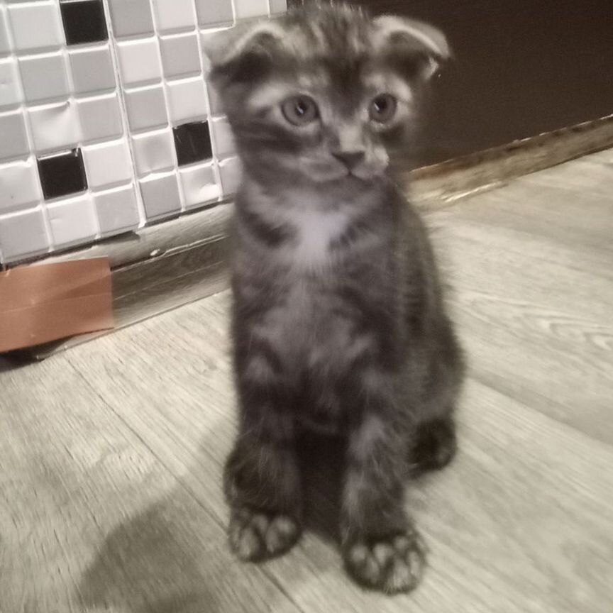 Котёнок в добрые руки