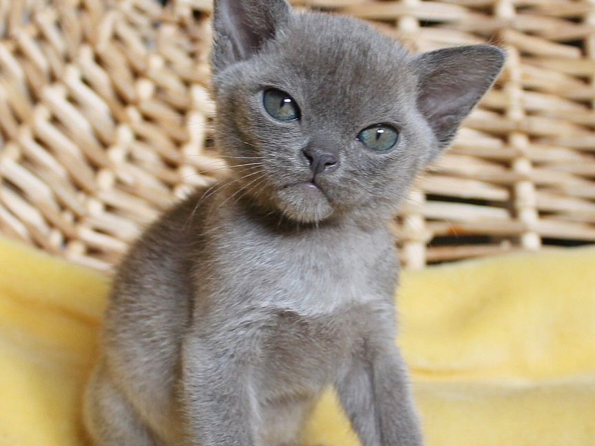 Голубой котик Европейской Бурмы