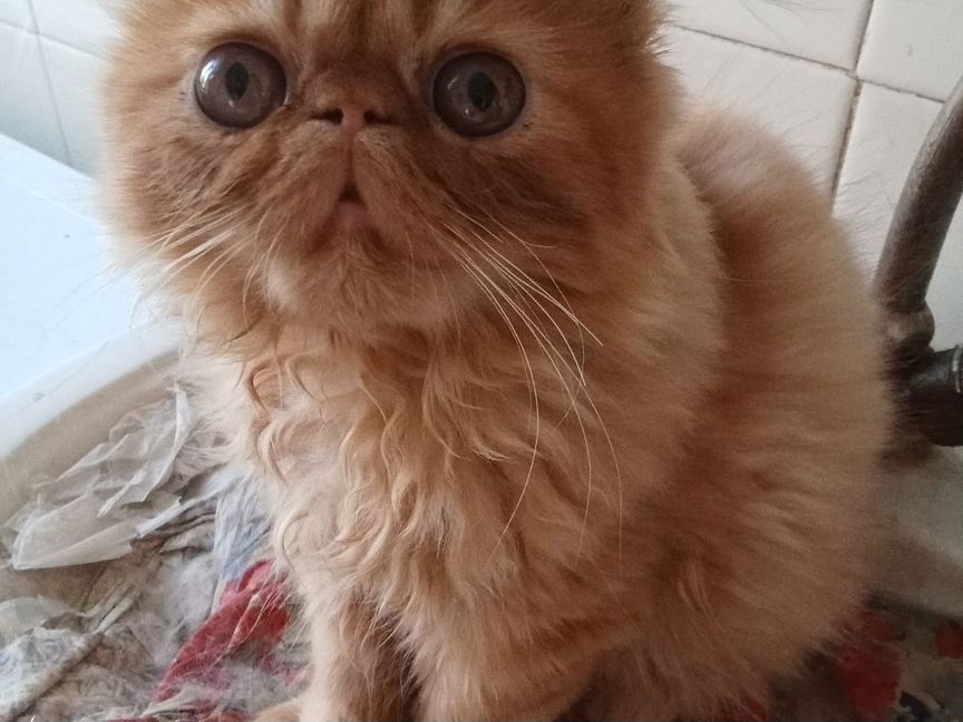 Персидская кошка