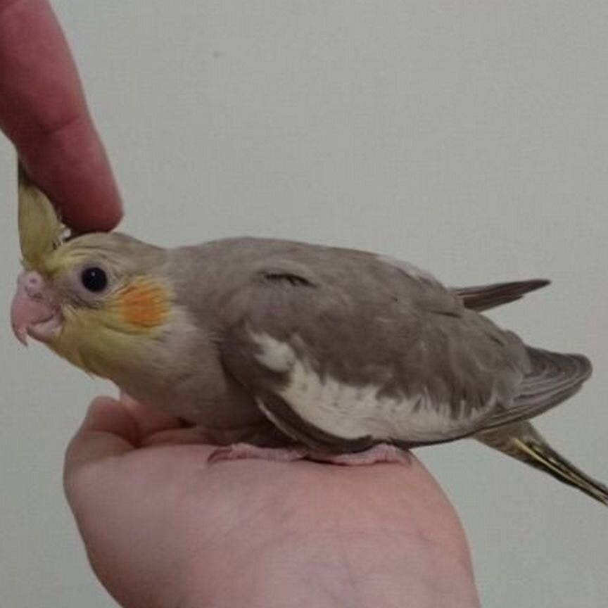 Птенец самец корелла