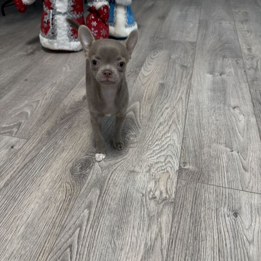 Щенки чихуахуа