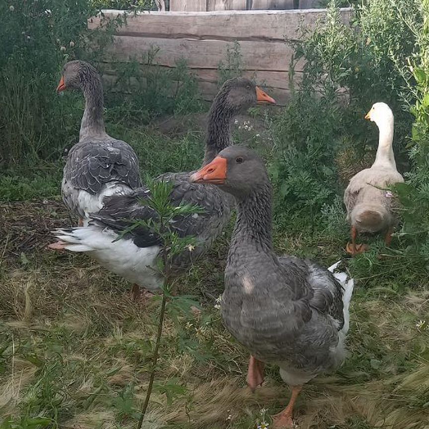 Продам гусей живым весом