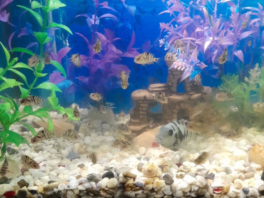 Украшения для аквариума
