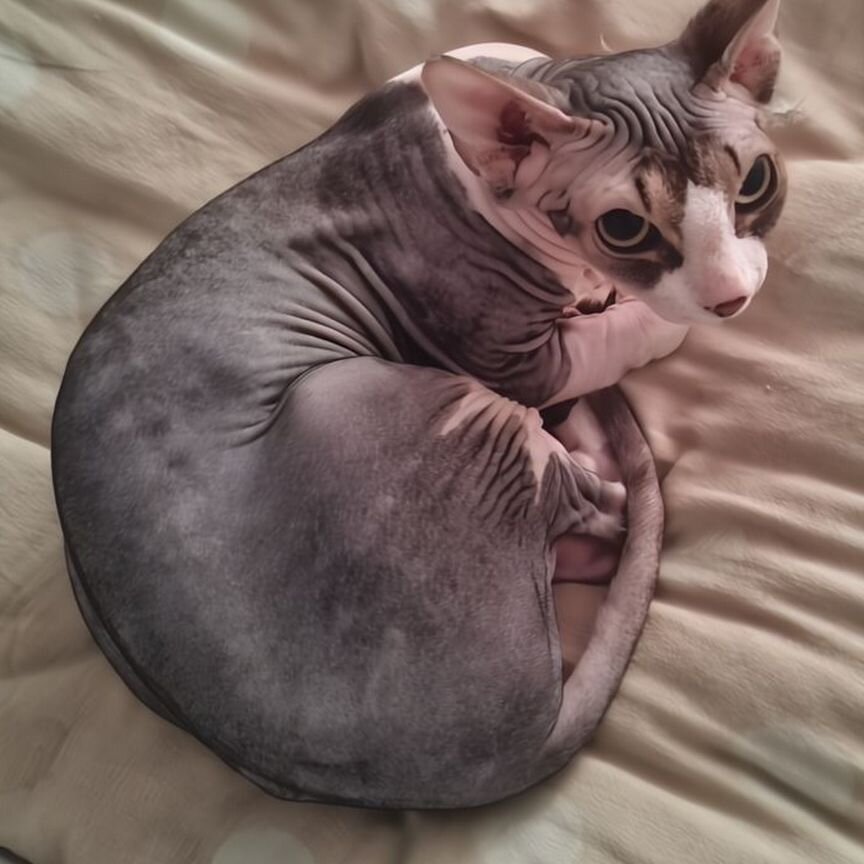 Канадский сфинкс, взрослая кошка