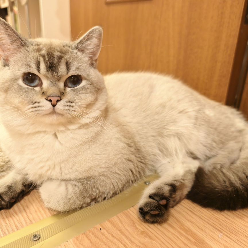 Британский кот на вязку