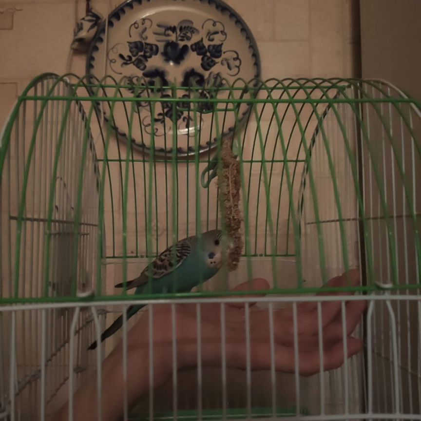 Волнистый попугай