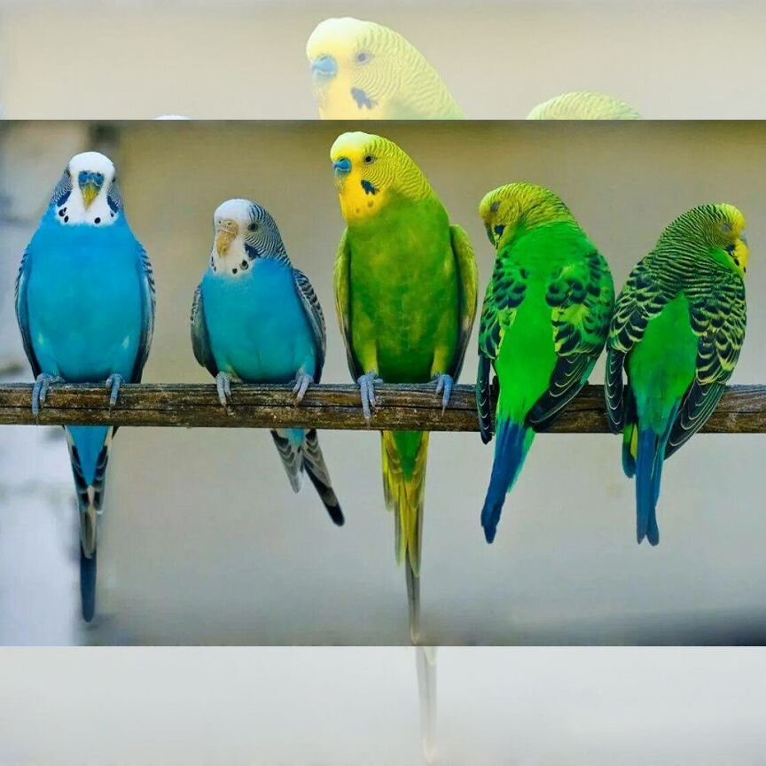 Волнистый попугай