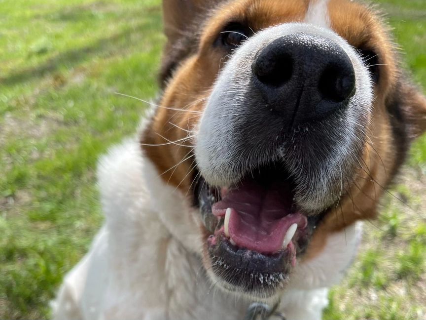 Прелестная собака из приюта