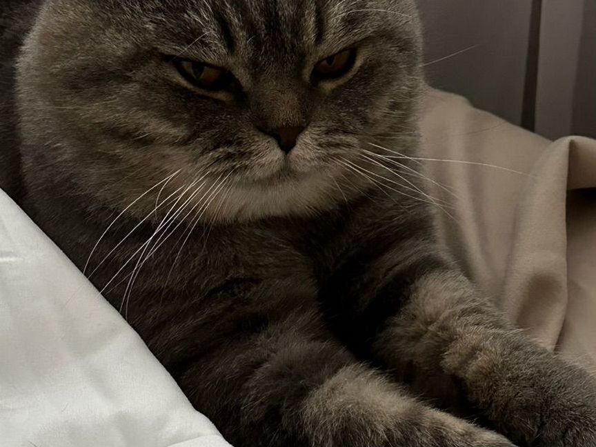 Манчкин скотиш