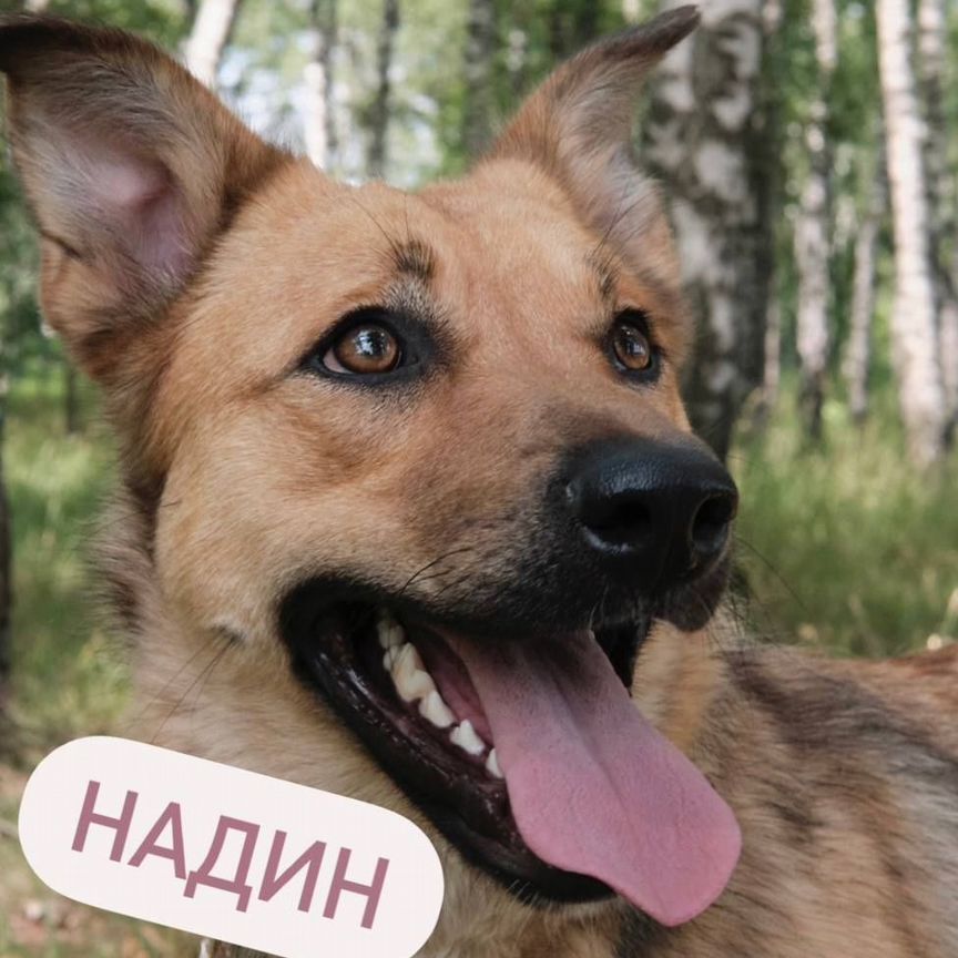 Собака Надин в поиске хозяев