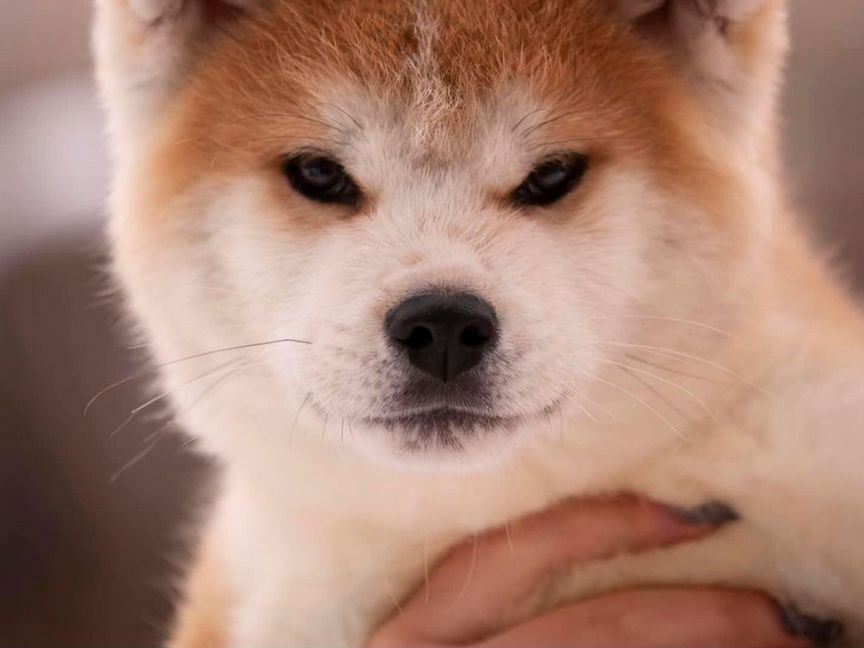 Щенки акита ину,для ценителей породы