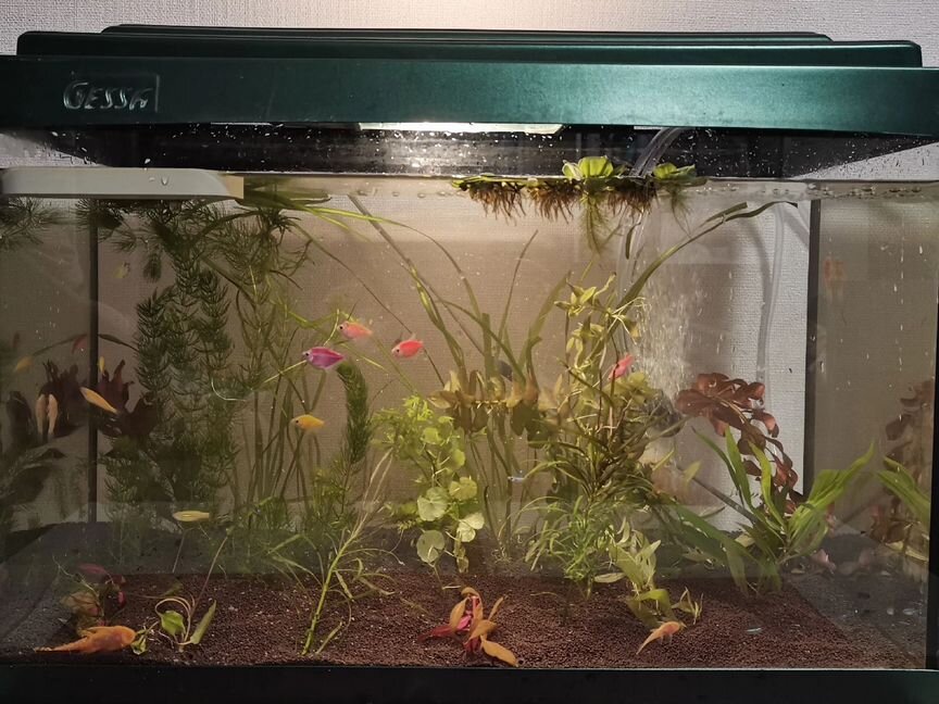 Отдаются рыбки