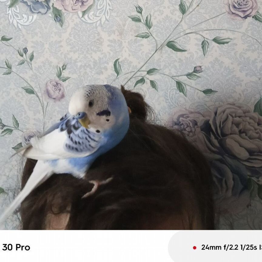 Волнистый попугай