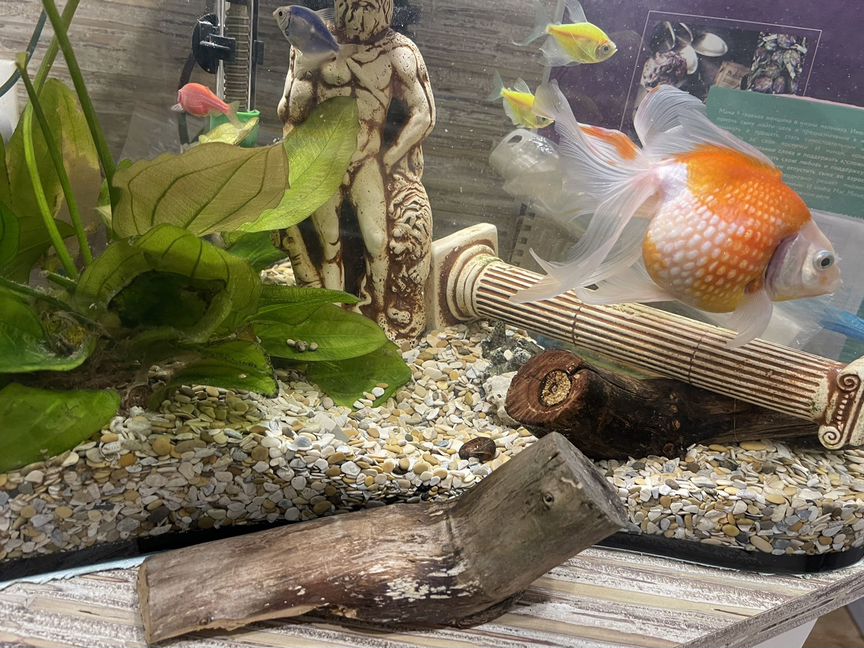 Коряга натуральная для аквариума