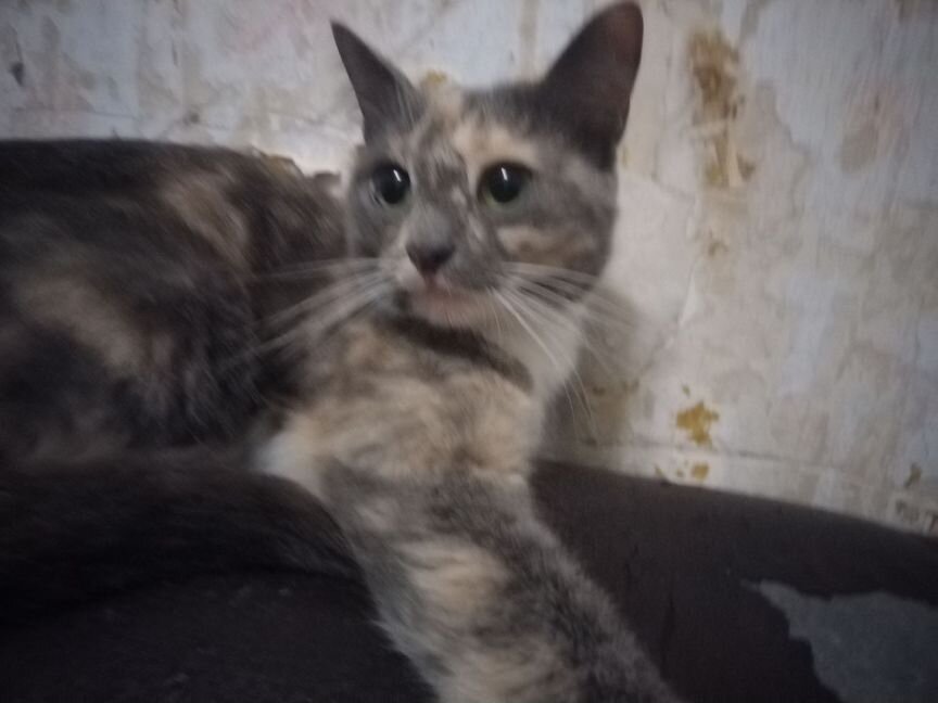 Кошка в дар бесплатно