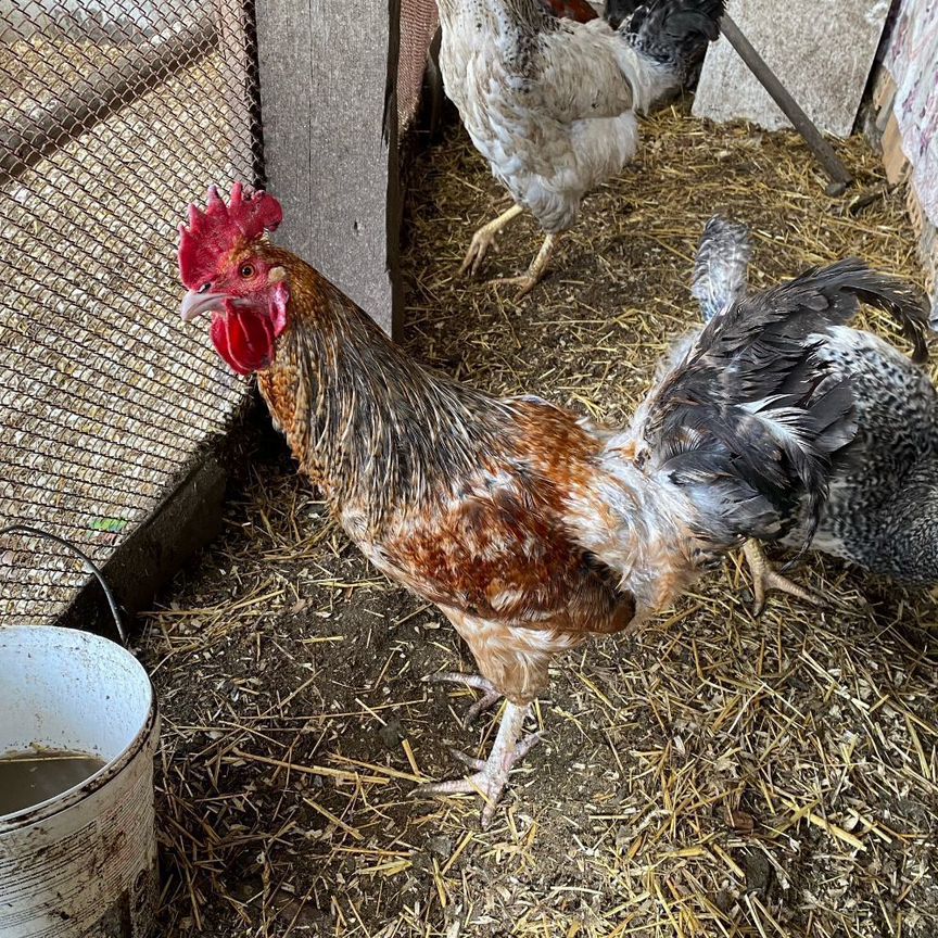 Петух молодой домашний