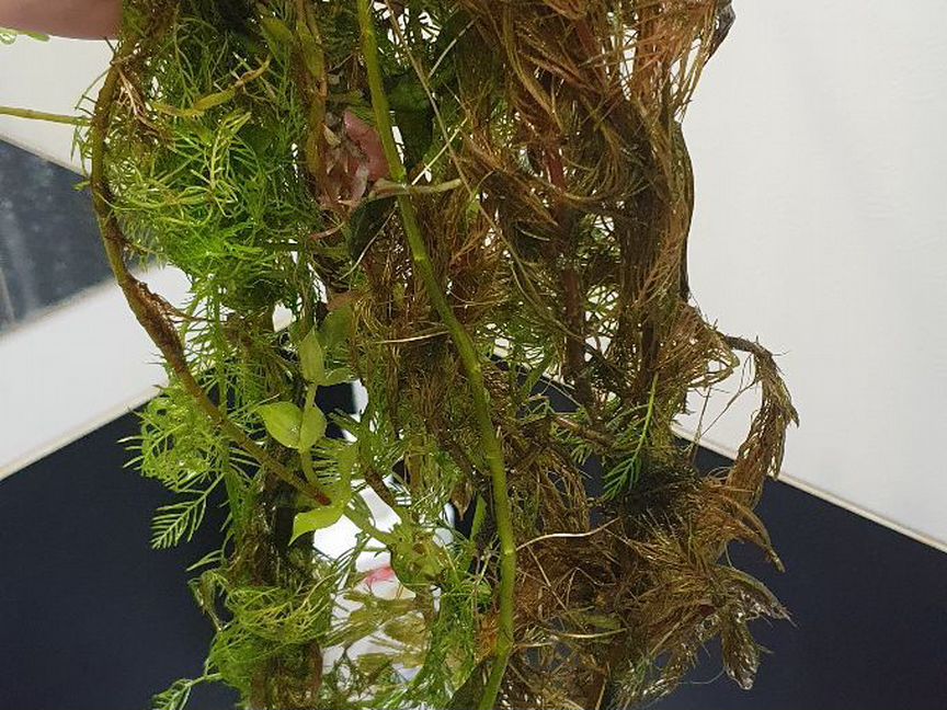 Прополка аквариумных растений