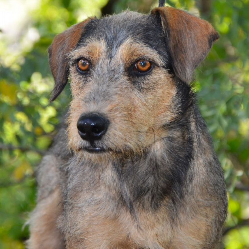 Собака мелкая в дар