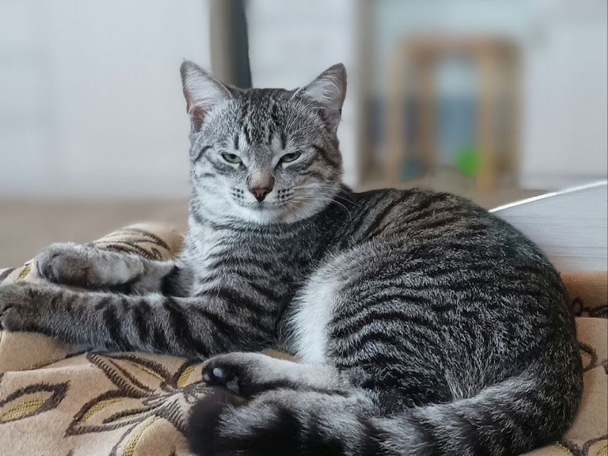 Котёнок подросток ищет дом