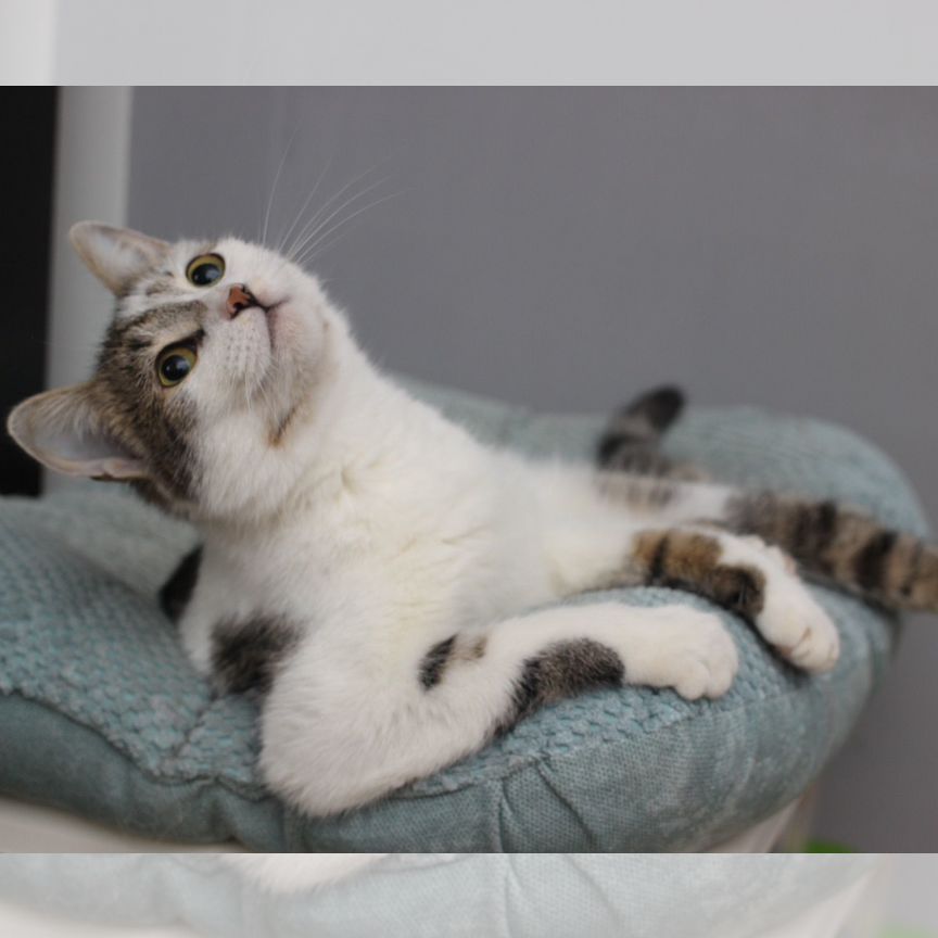 Котенок годик Капуша