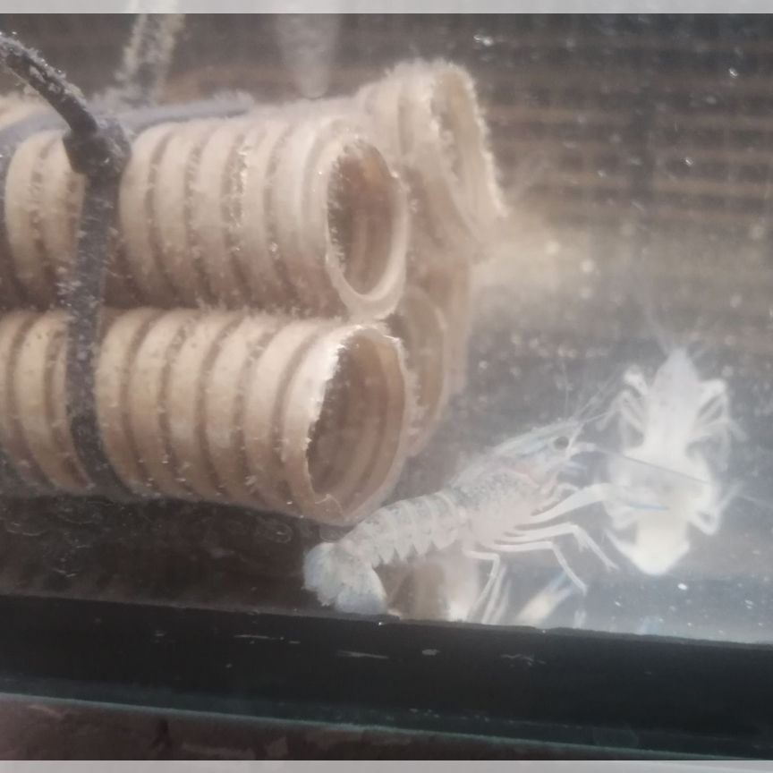 Аккр, австралийский красно клешнивый рак