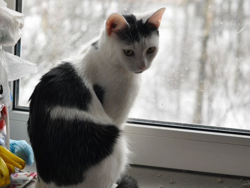 Котенок