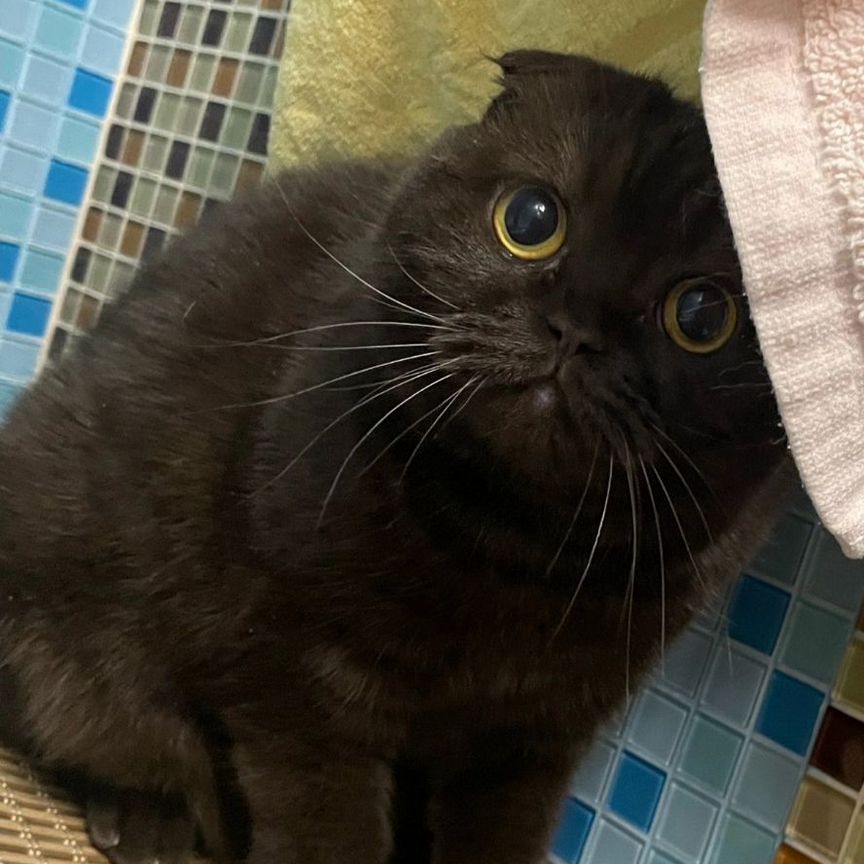 Шотландская вислоухая кошка