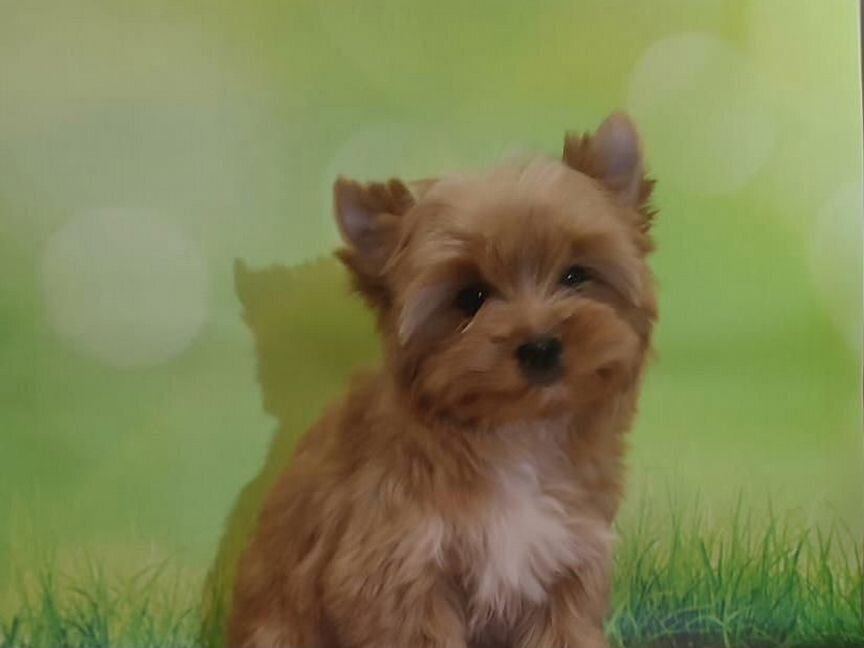 Золотой йорк стандарт