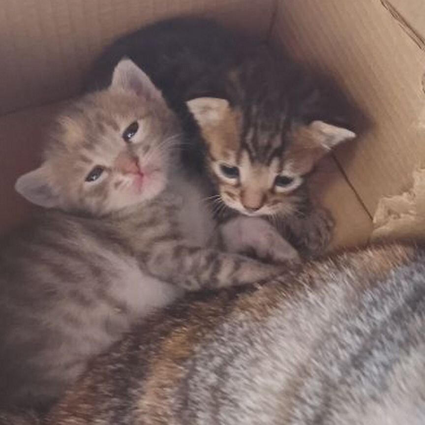 Котята в добрые руки бесплатно