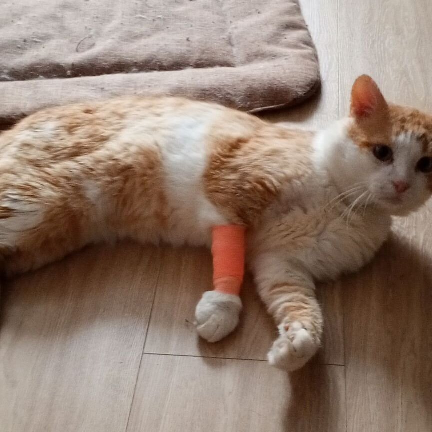 Классный рыжий кот