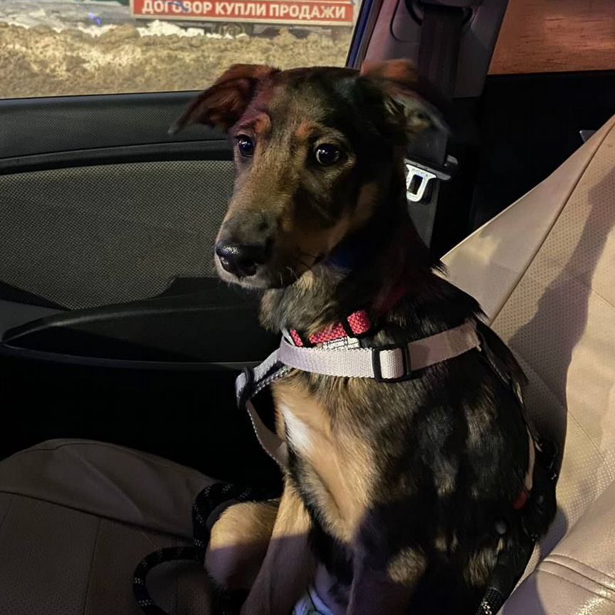 Немецкая овчарка, щенок