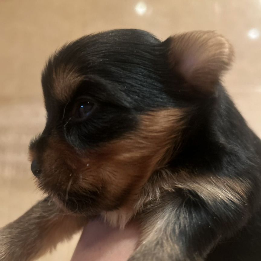 Йоркширский терьер щенки