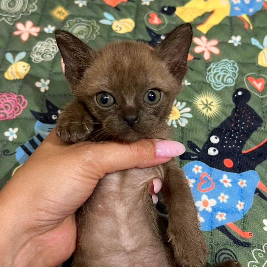 Бурманские котята