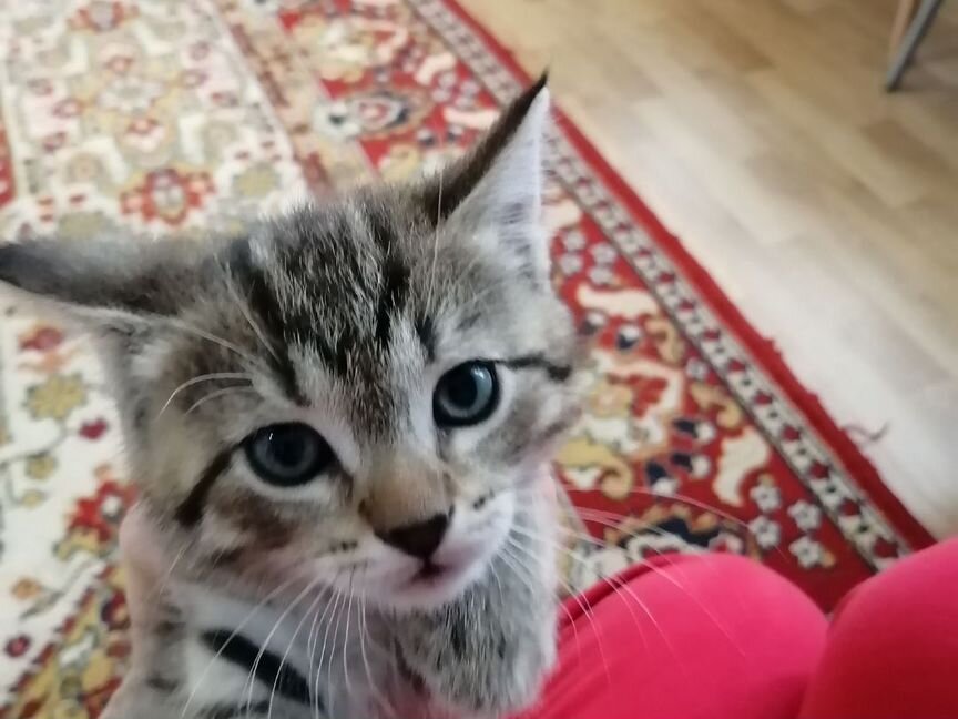 Кошка