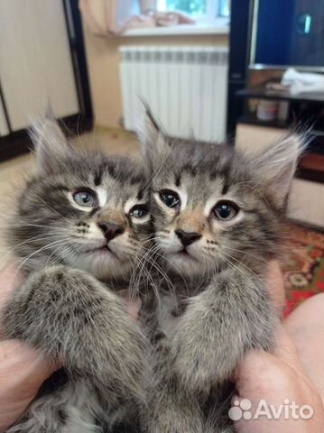 Невская маскарадная