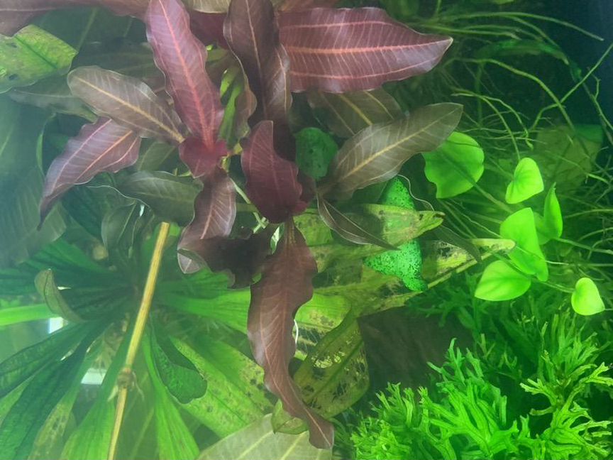 Эхинодорус Розе и Блехера